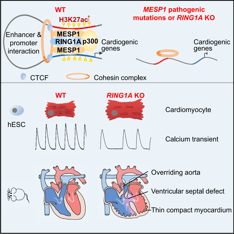 孙宁/蓝斐合作团队报道转录因子MESP1结合表观遗传修饰蛋白RING1A在心脏发育中的重要作用