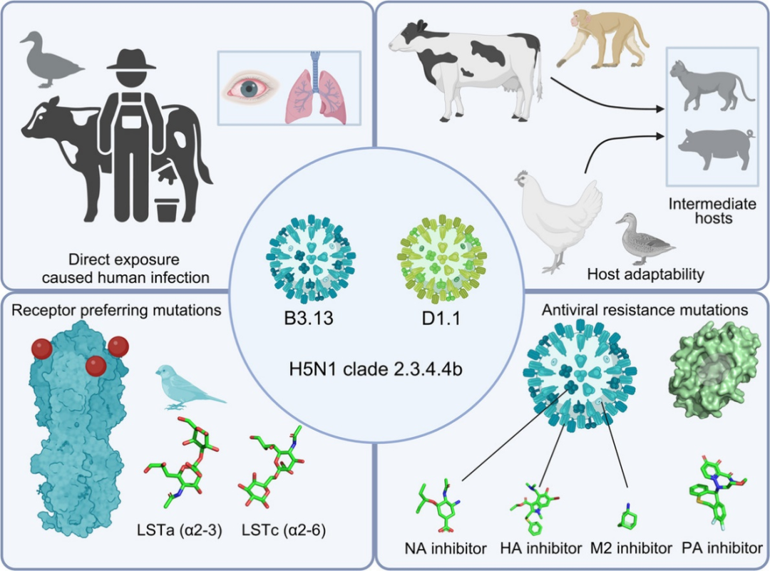 Current research in microbial sciences | 王茜/姜世勃/陆路团队呼吁全球监测H5N1流感病毒2.3.4 ...