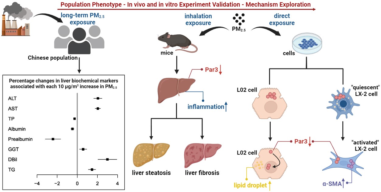 J HAZARD MATER | 陈舌研究员团队与合作者揭示环境细颗粒物暴露可诱导肝损伤