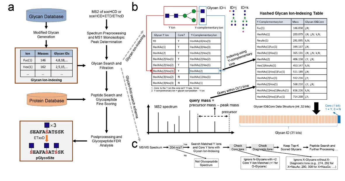 Nature Methods | 中科院计算所曾文锋与复旦大学曹纬倩合作发展蛋白质位点特异性糖基化解析工具pGlyco3