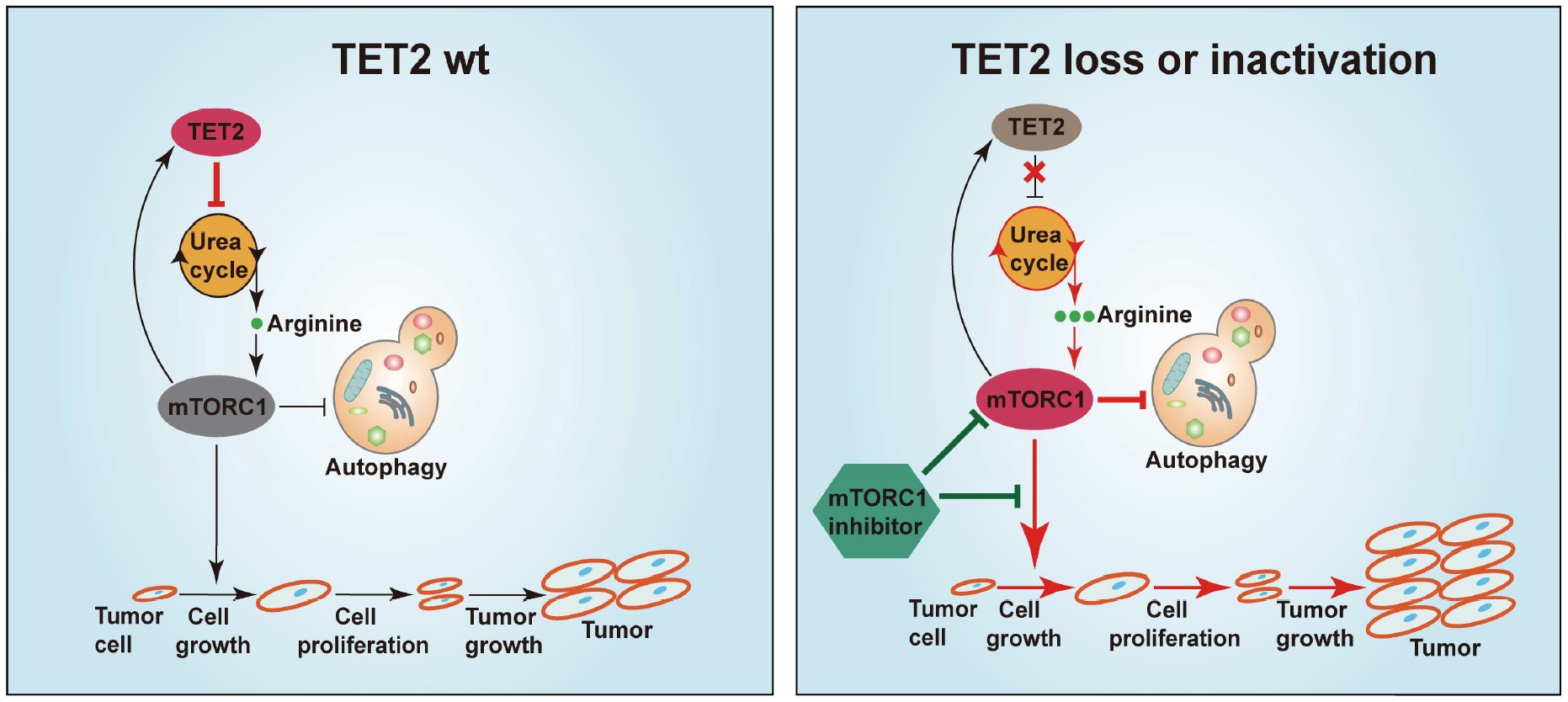 Cell Discov│吕雷团队揭示TET2通过尿素循环抑制mTORC1信号通路