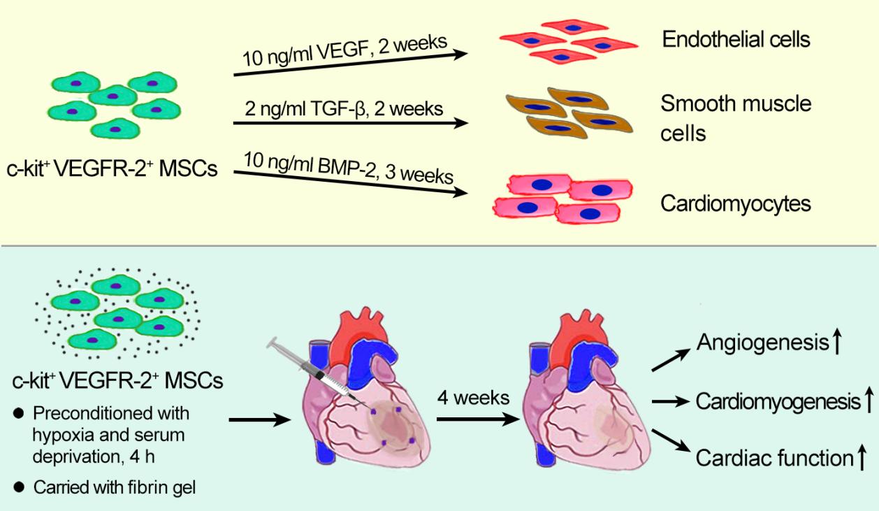 复旦大学基础医学院王海杰科研组与谭玉珍科研组发现 c-kit+VEGFR-2+MSCs具有向心血管细胞分化潜能和移植后能够有效修复梗死心肌