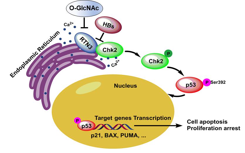 复旦大学基础医学院顾建新/阮元元团队揭示HBV通过调控p53影响肝细胞癌进程的新机制