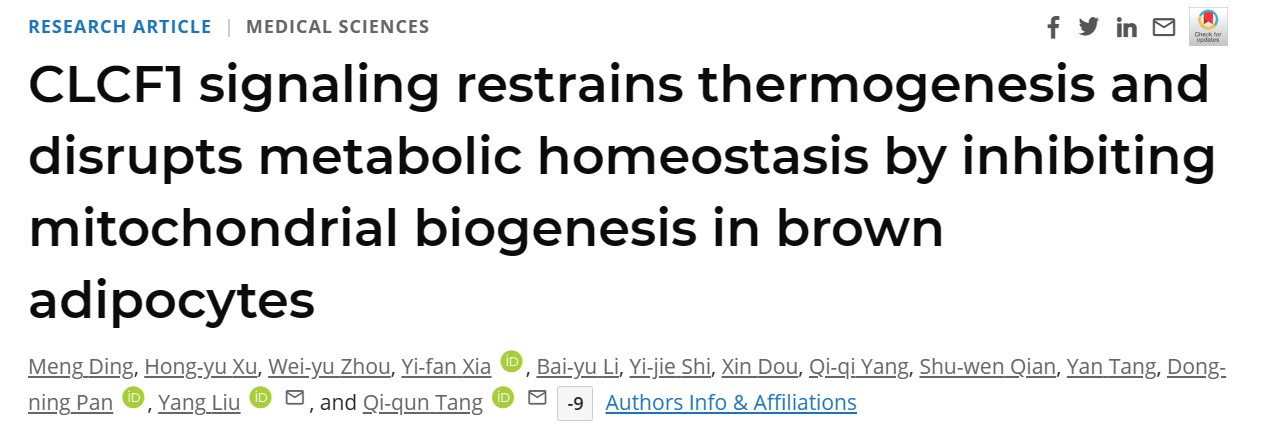 PNAS | 汤其群/刘洋团队揭示细胞因子CLCF1抑制棕色脂肪细胞产热新机制