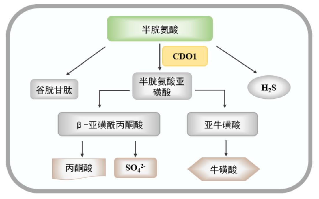 Nat Metab￨汤其群/郭亮合作团队发现半胱氨酸双加氧酶促进脂肪分解的新功能