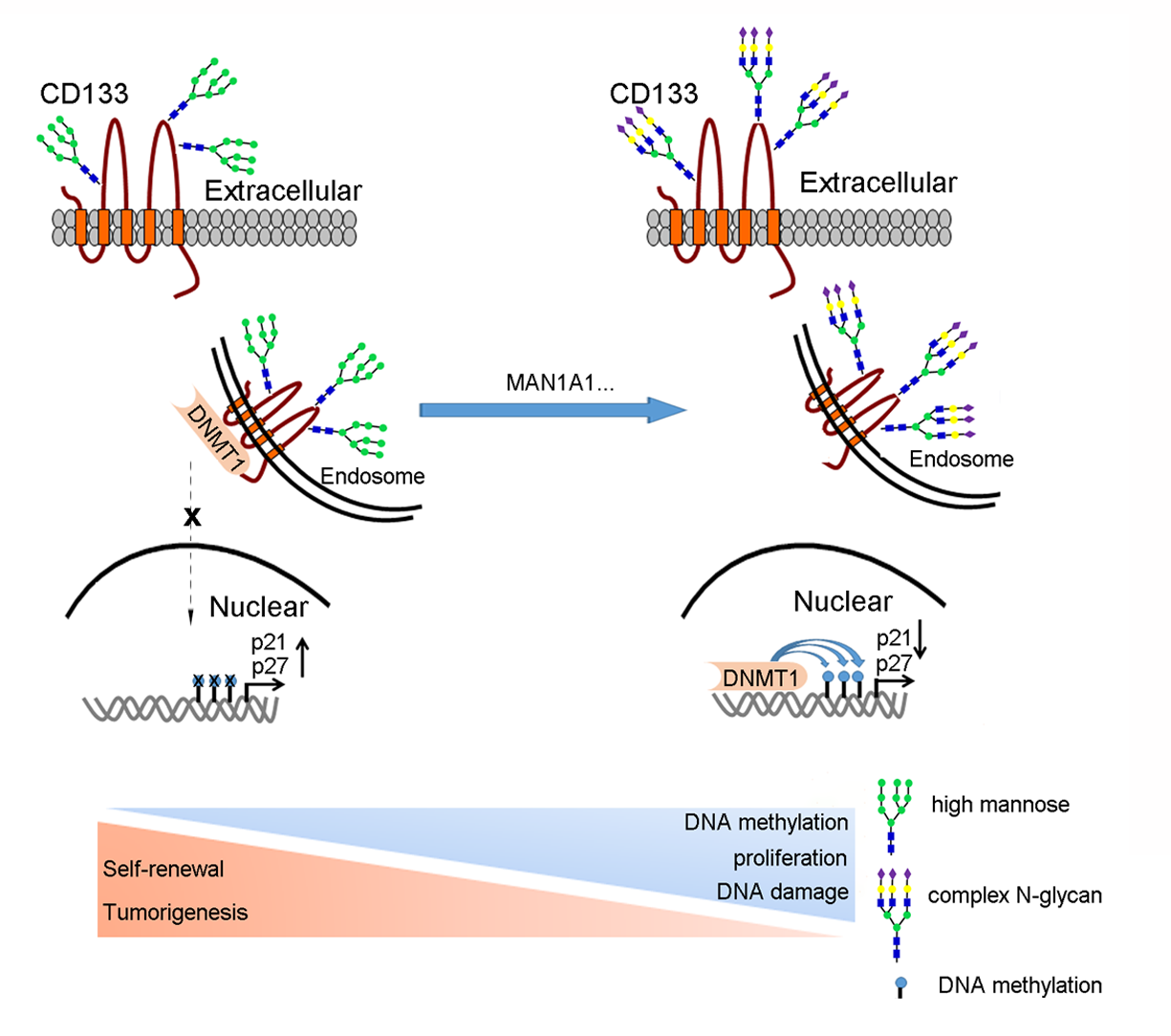 基础医学院魏湲颜、江建海团队发文证实：高甘露糖型的CD133有望成为肿瘤干细胞的“精准”标志物