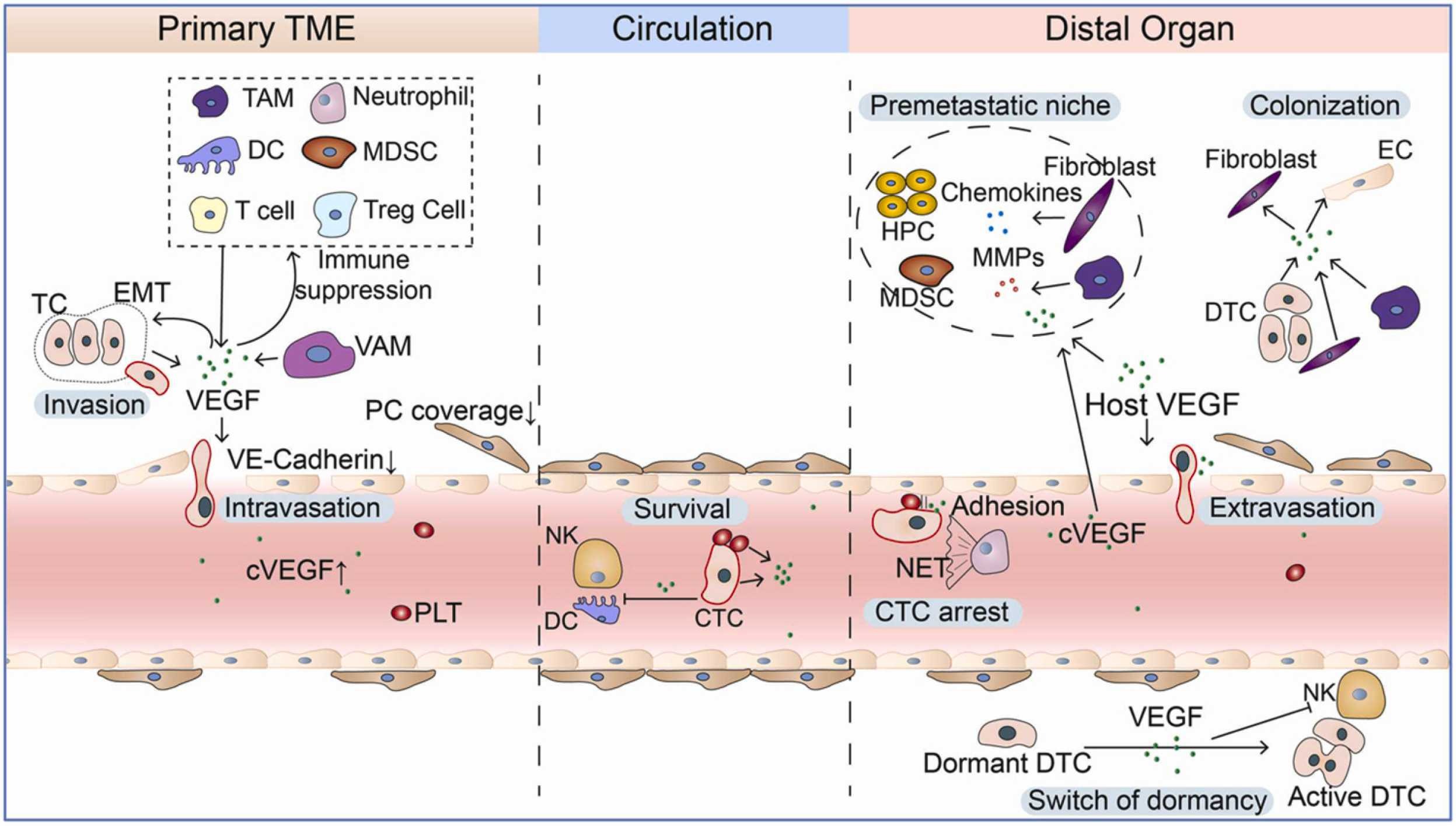 VEGF-肿瘤转移 |杨云龙研究员：VEGF在肿瘤转移和系统性疾病中的作用